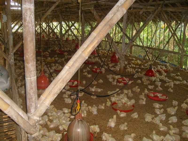 Faktor penyebab bau busuk pada kandang peternakan ayam | Tips cara ...