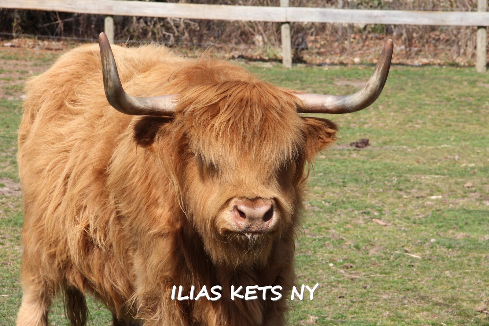 ILIAS KETS NY: *** ΒΟΔΙ ΣΚΩΤΙΑΣ HIGHLAND CATTLE