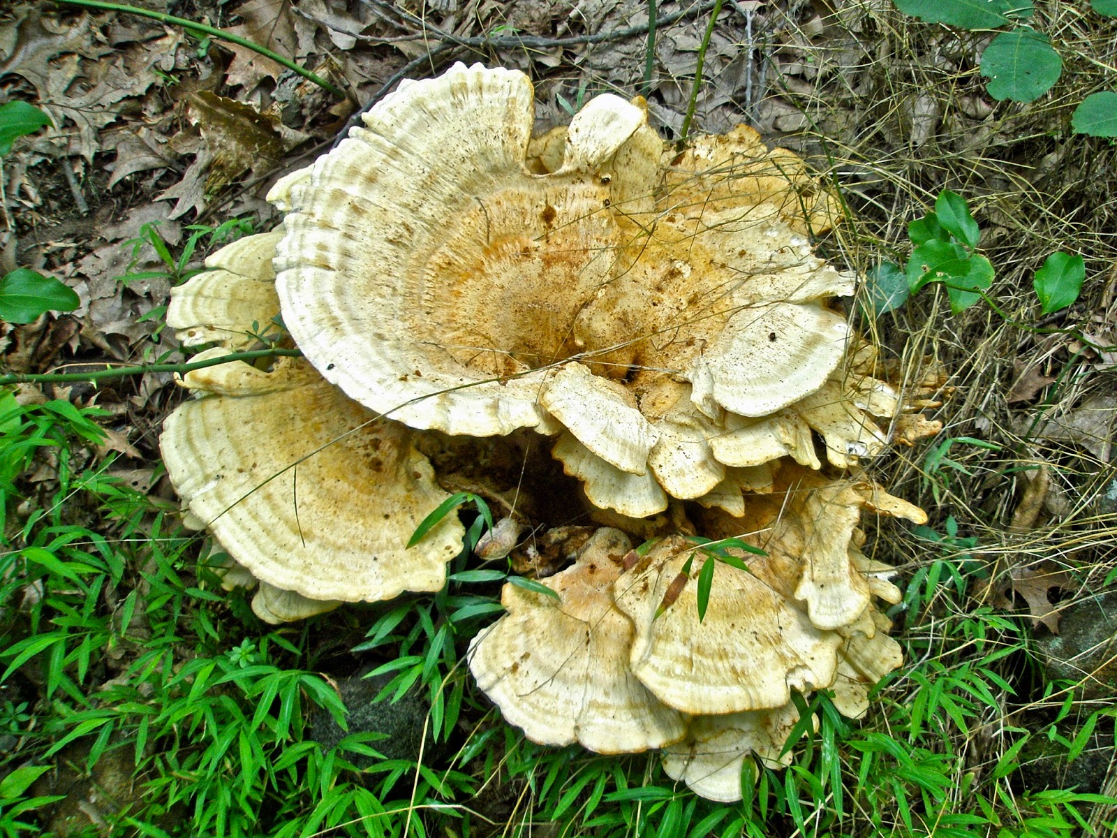 Nature's Wonders: MUSHROOM COUSINS