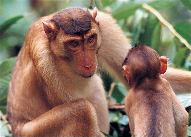 Monkey - True Wildlife Creatures