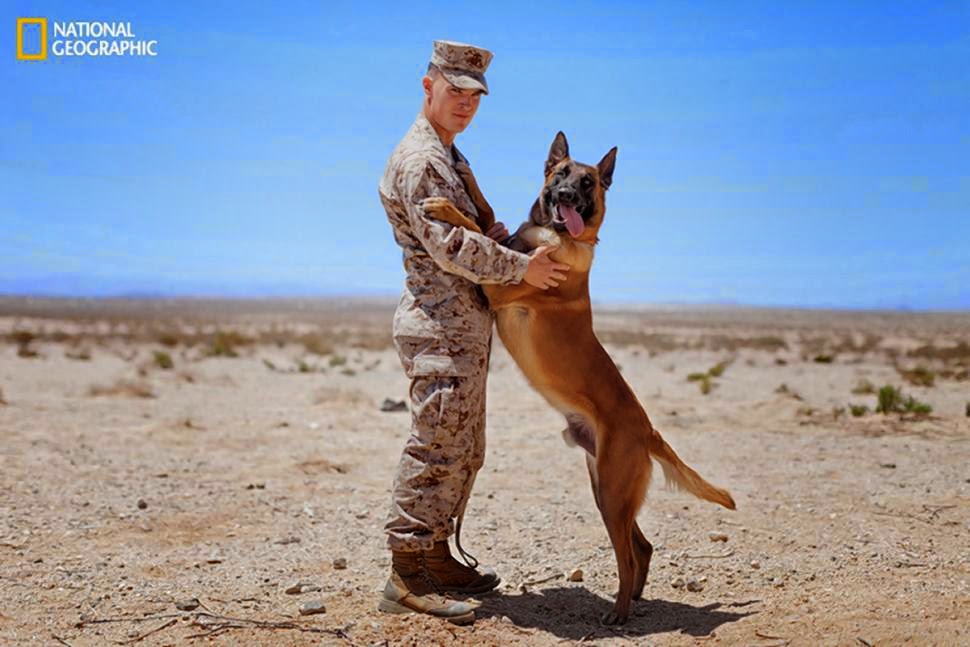 National Geographic destaca a los perros militares que son utilizados ...