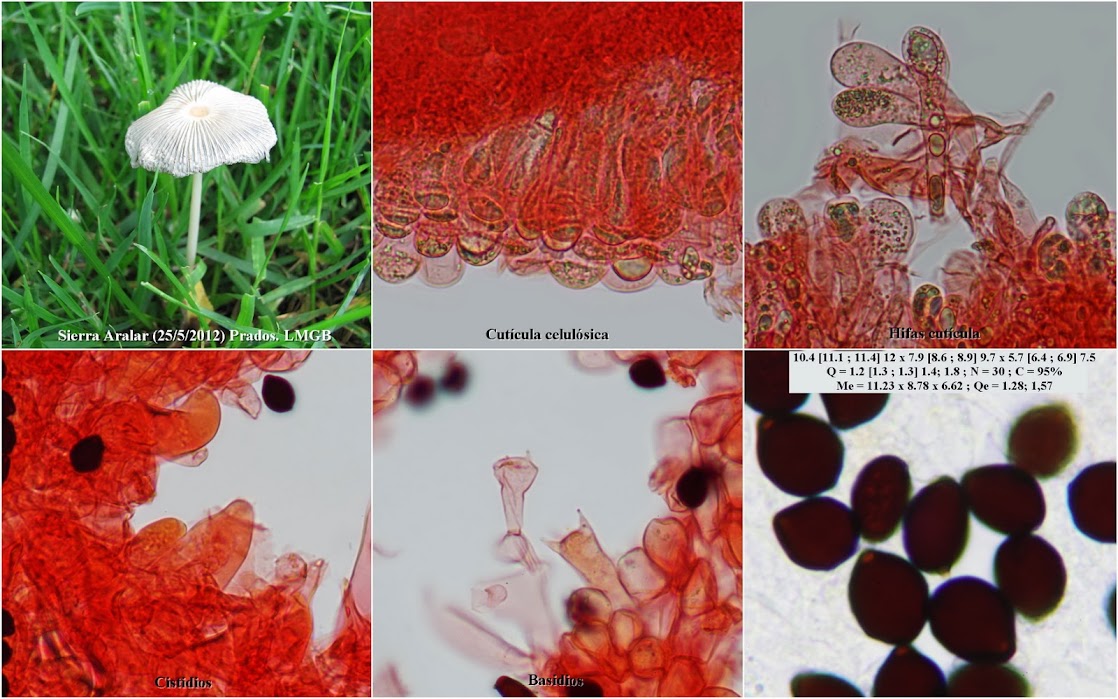 Microscopía de hongos. Vol 4. O - R: Parasola plicatilis