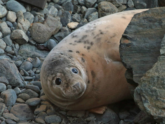 Lizard and Penrose NT Blog