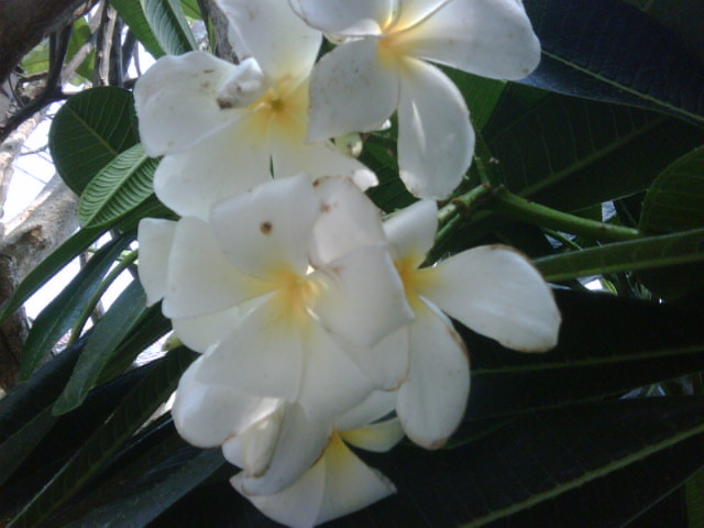 Menanam Pohon Kamboja Stek untuk Menghasilkan Bunga Kamboja Kering ...