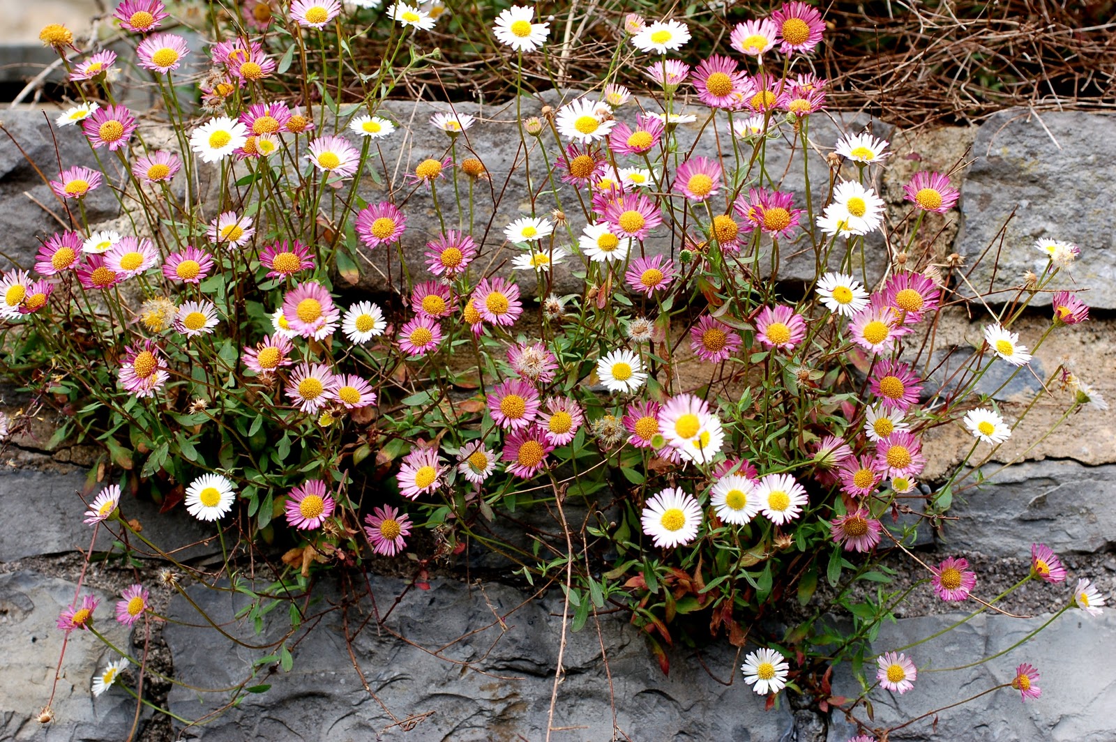 Vocación de Jardinero: Erigeron karvinskianus
