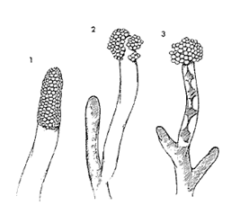 Dian's Library: ISOLASI DAN IDENTIFIKASI CENDAWAN PATOGEN