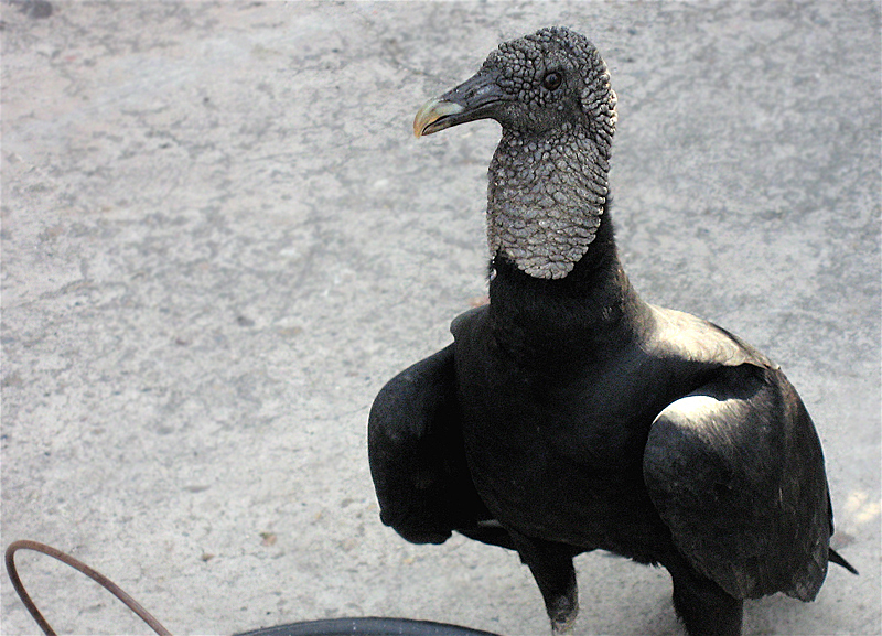 NATURANAFOTOS: Objetivo Colombia...