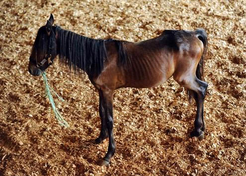 Four legged friends (and enemies): Horse farm owner pleads guilty to ...