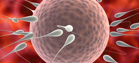 Como-Que-Cuales: que es la fecundacion el embarazo y el parto