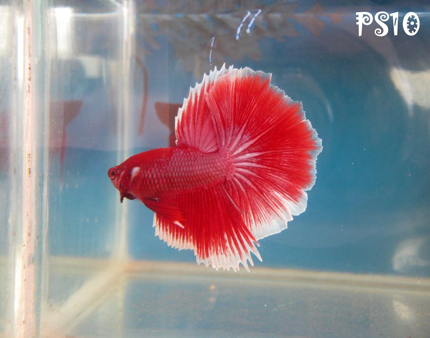 Betta Mares - Bettas de Linhagem: Pink Salamander