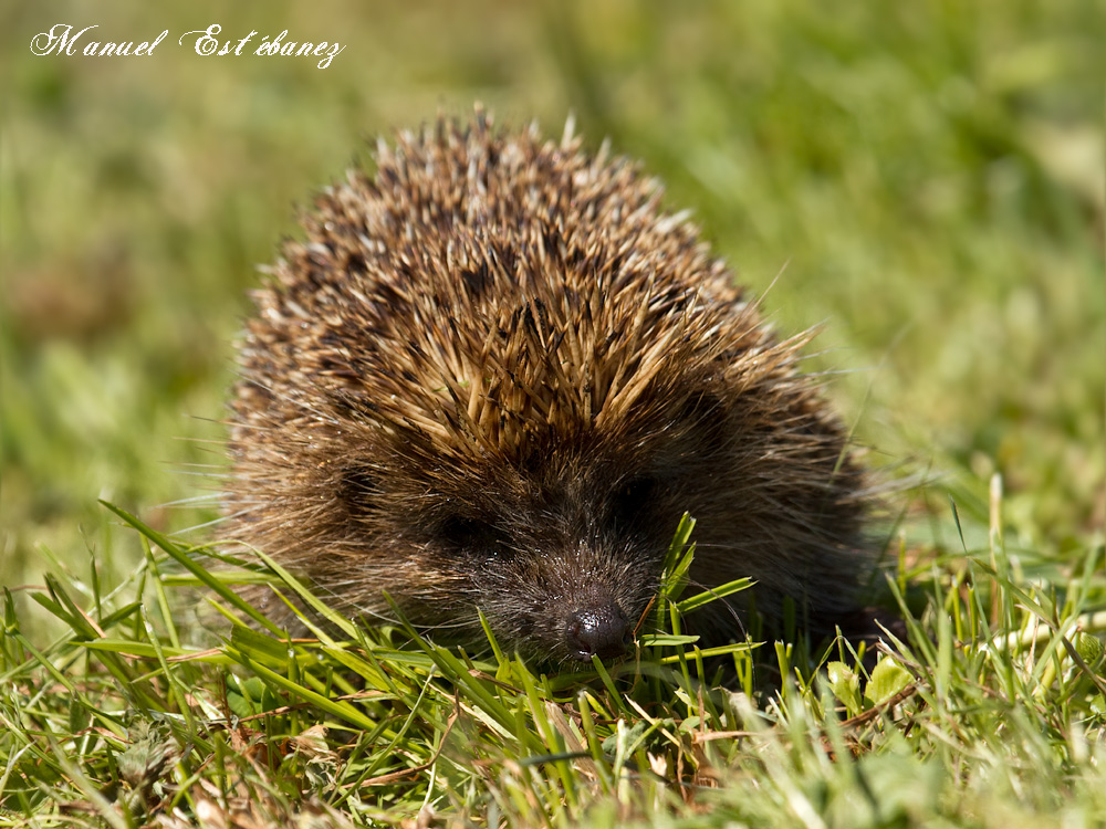 Miradas Cantábricas: Erizo europeo (Erinaceus europaeus)