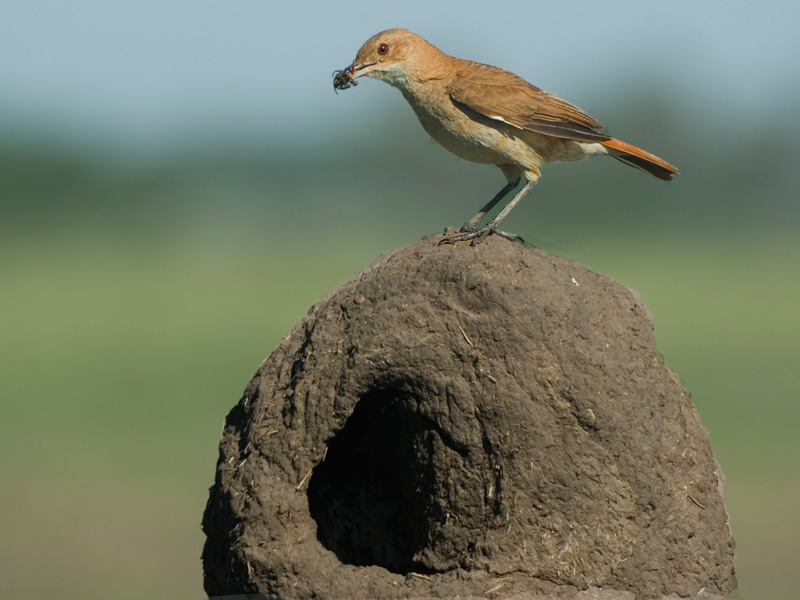 AVES SALADILLO: HORNERO (Furnarius rufus)