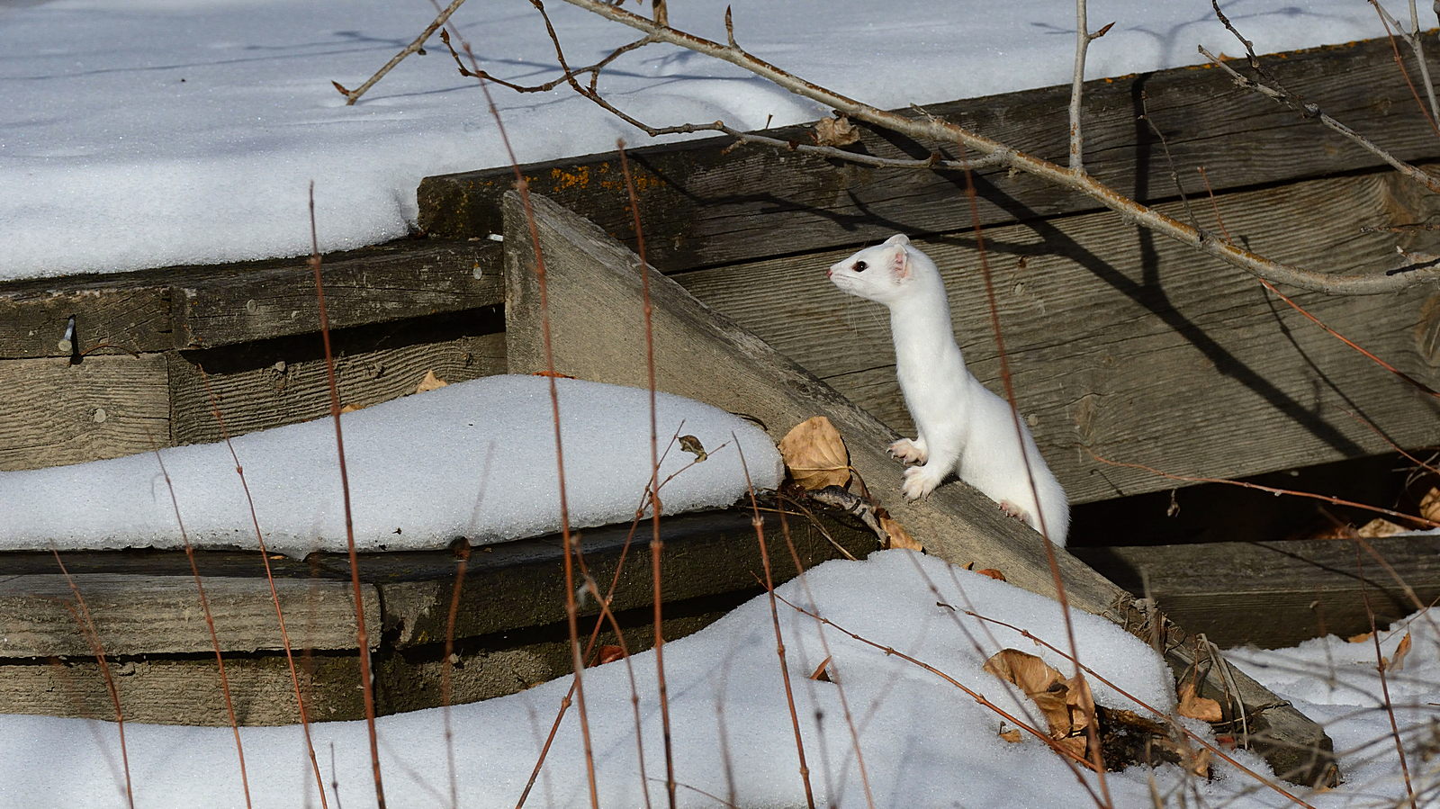 Turbo's Track and Photo Tour: Long-tailed Weasel special (20141118 ...