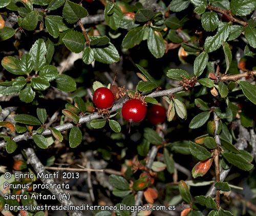 Prunus prostrata - Alchetron, The Free Social Encyclopedia