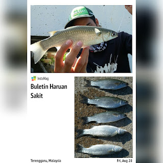 Haruan Sakit: Cara memancing ikan belanak a.k.a loban.