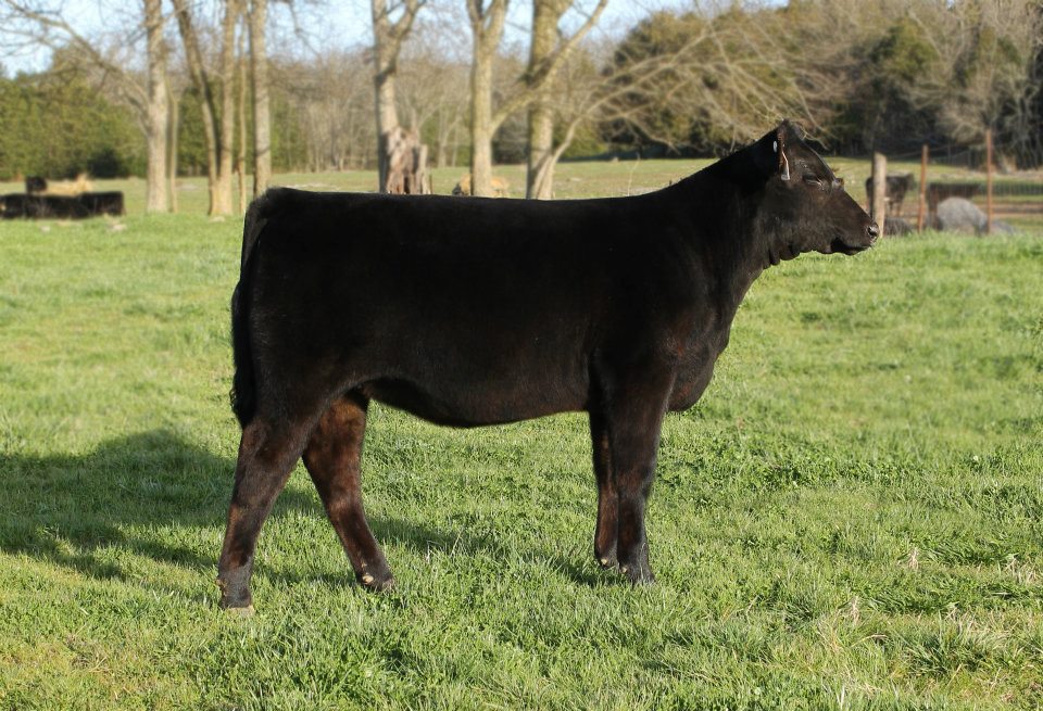 BarnScoop: Higgins Farms: Chiangus Cattle in Tennessee