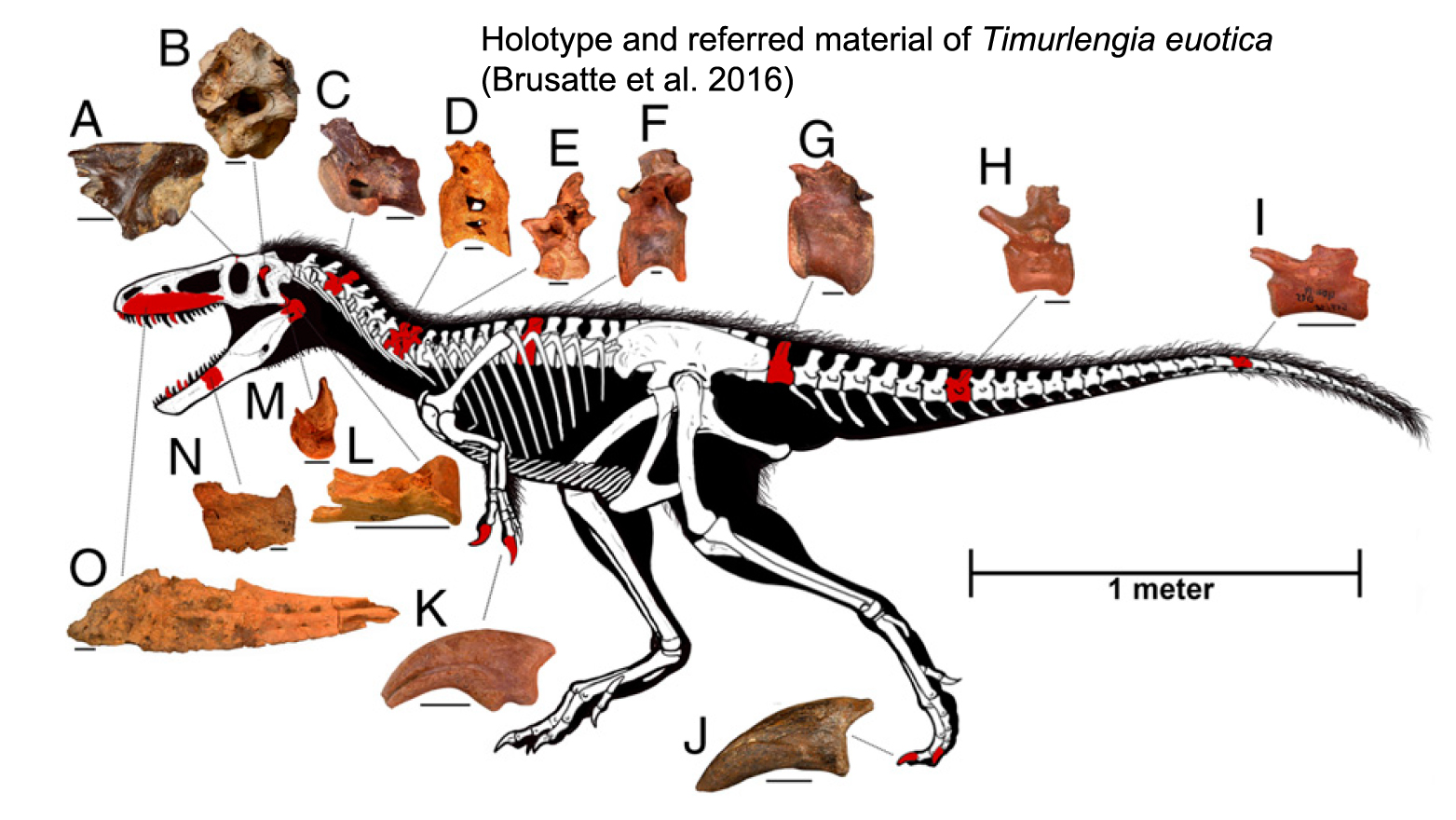 Theropoda: Timurlengia ed il fantasma dei Megaraptoridae