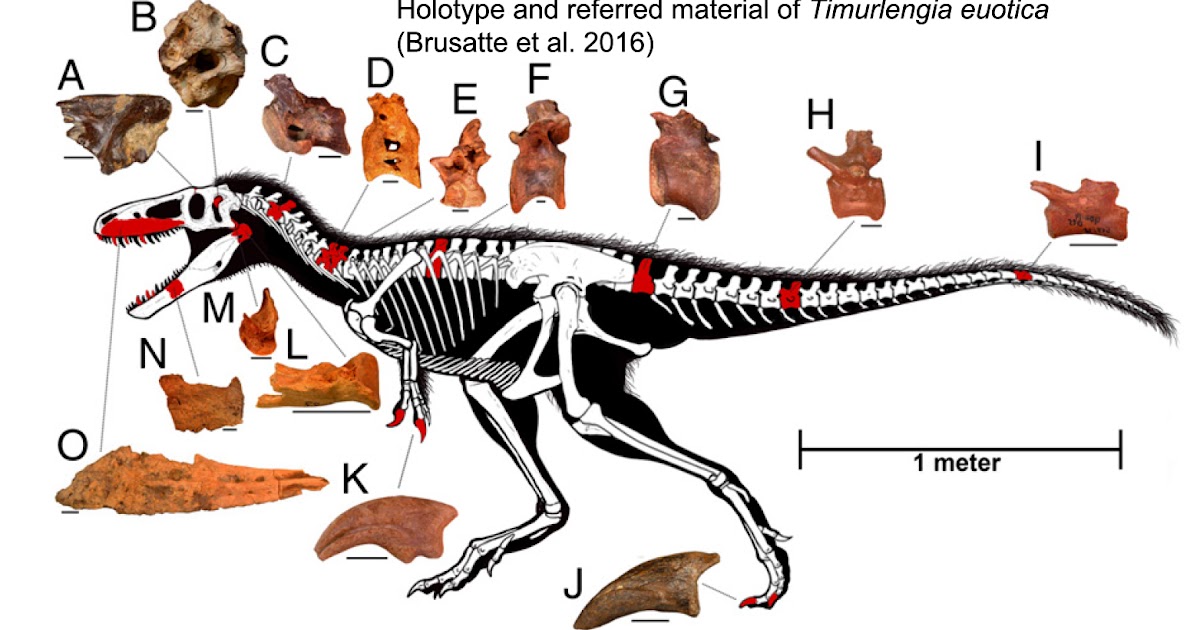 Theropoda: Timurlengia ed il fantasma dei Megaraptoridae