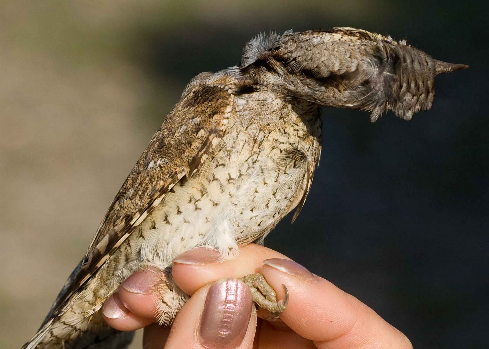 Ken's Photo Blog: Wryneck