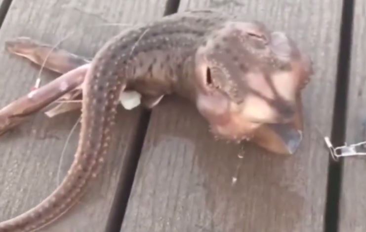 Watch: Fisherman Catches Mystery Sea Creature With Three Legs