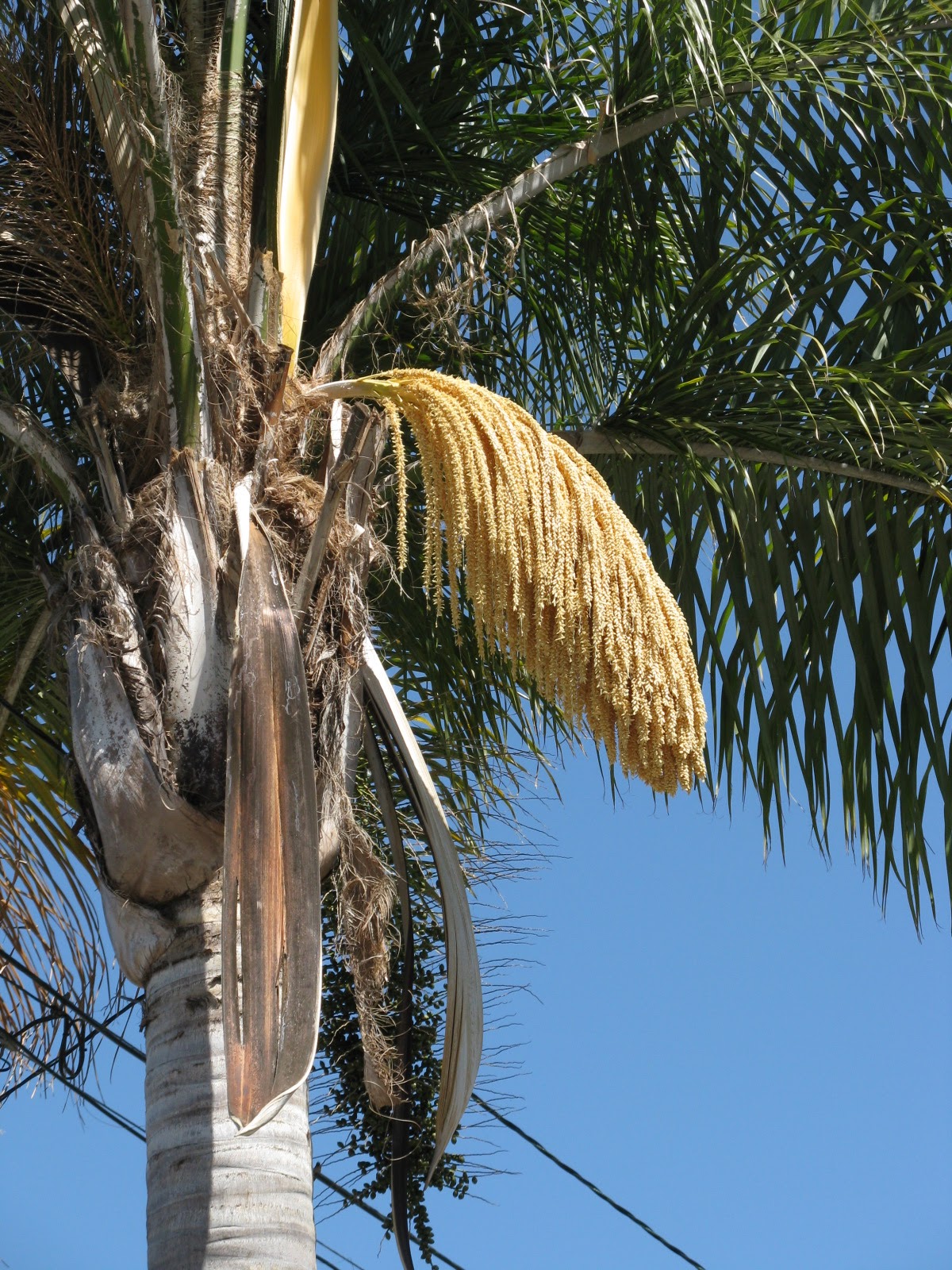 Trees of Santa Cruz County: Syagrus romanzoffiana - Queen Palm