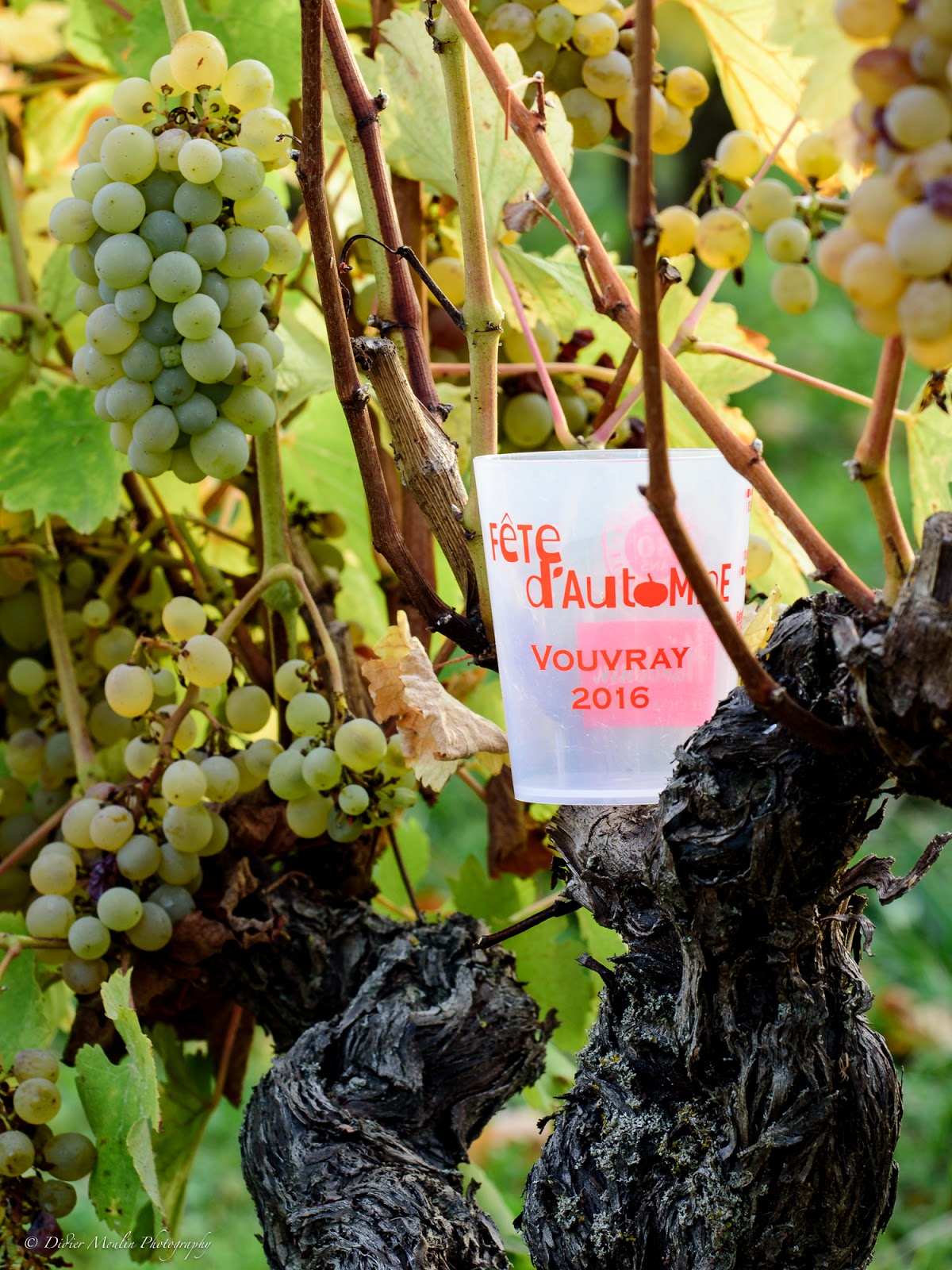 Vouvray Inside: Le programme de la fête d'automne de Vouvray