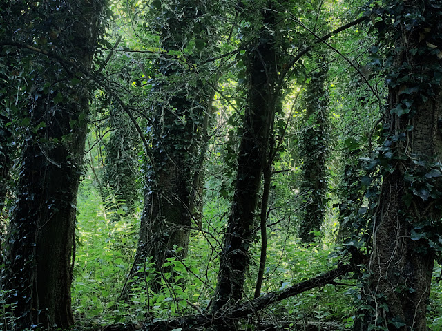 Milton Country Park Through the Year: Trees From Tip To Toe