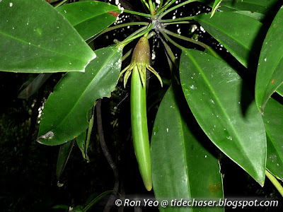 tHE tiDE cHAsER: Tumu Merah (Bruguiera gymnorhiza)