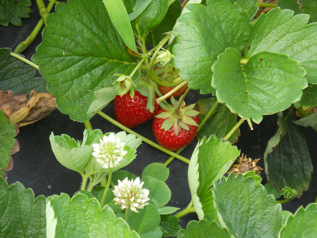 A Slice of Smith Life: A Berry Good Day with Friends!