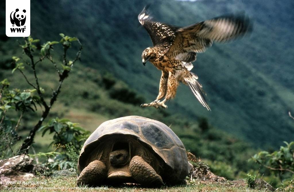 Wild Life Wild Life Adventures wild-life-wild-life-adventures