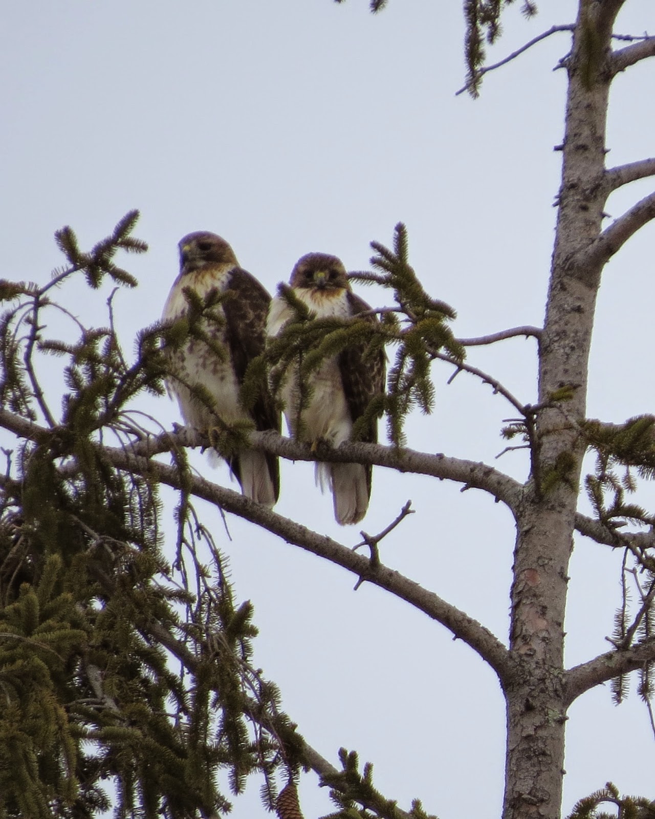 Things with Wings: Red-Tailed Hawk Pair
