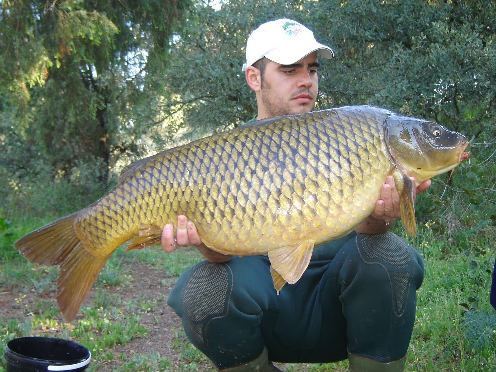 Carpandbas: VARIEDADES DE CARPAS EN ESPAÑA