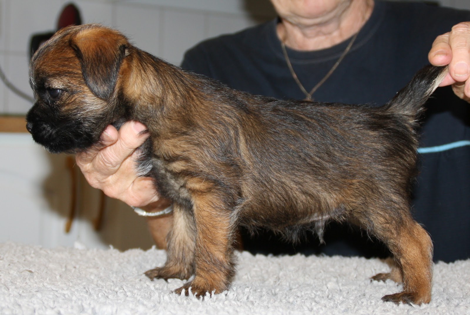 TOJTAS KENNEL: BORDER TERRIER VALPAR 7 VECKOR