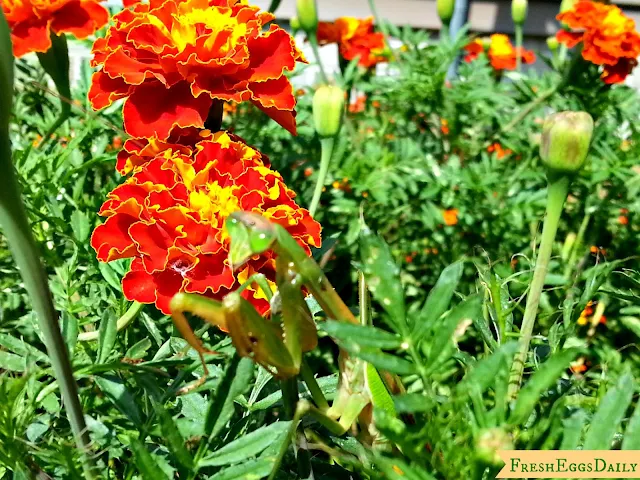 Marigolds for Orange Egg Yolks and Healthy Chickens - Fresh Eggs Daily ...