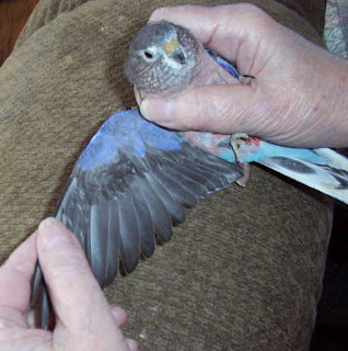 The Splendid Bourke Bird Blog: WINGS AND FEATHERS TO IDENTIFY SEX