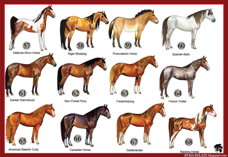 KUDA KELATE: Mengenali 68 Baka Kuda Seluruh Dunia