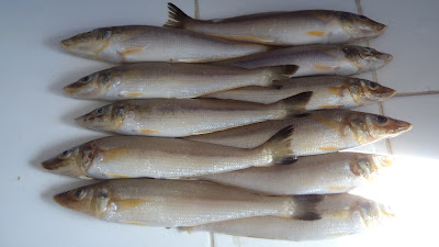 Butterworth Seafoods: LADY FISH - INDIAN ORIGIN