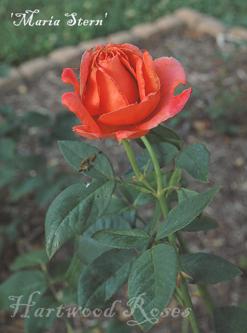 Hartwood Roses: Hartwood Roses Virtual Open Garden Day Tour