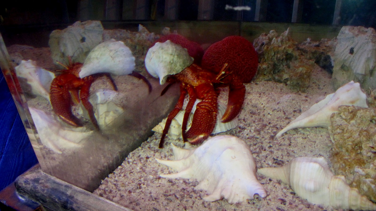 Mike and Sherry's Family Pictures: Dinosaurs at the Zoo