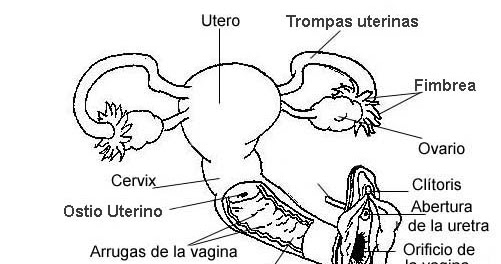 MEDICINA, SALUD Y CURIOSIDADES: SISTEMA REPRODUCTOR FEMENINO
