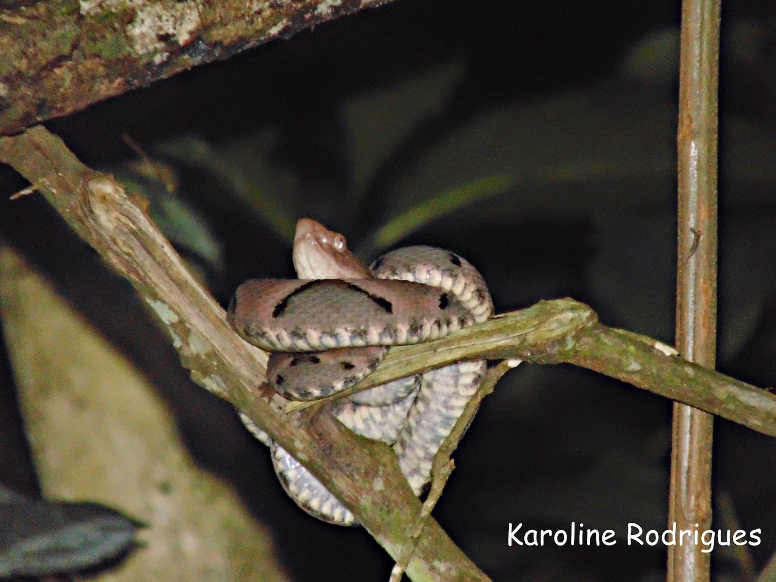 Biodiversidades : Família: Viperidae Científico: Bothropoides jararaca