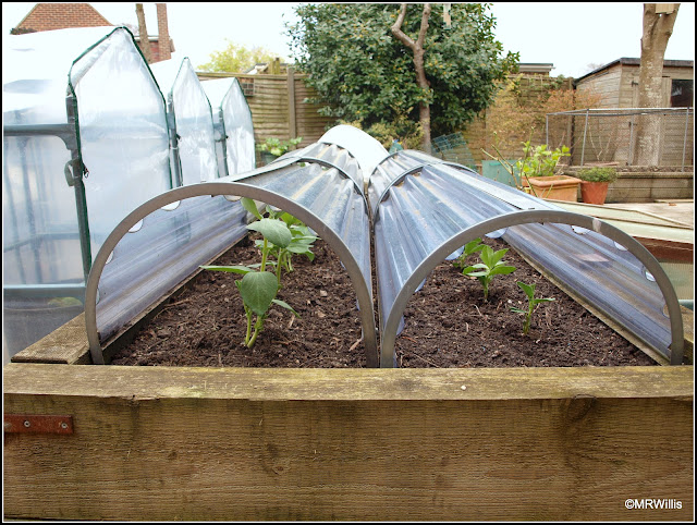 Mark's Veg Plot: Staking the Broad Beans