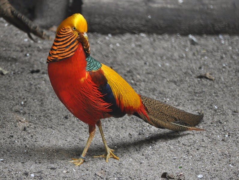 ZOOTOGRAFIANDO (MI COLECCIÓN DE FOTOS DE ANIMALES): FAISÁN DORADO ...