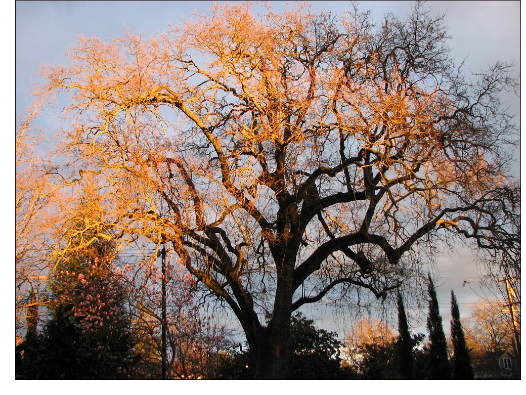 Bean an Tighe: Restoring an Edwardian Home and Garden