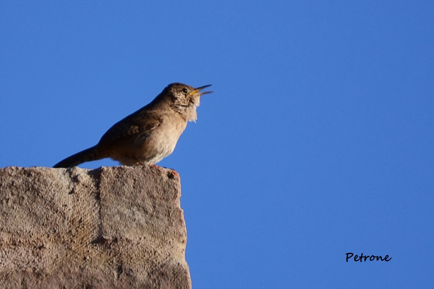 Aves de La Floresta: passeriformes marrón