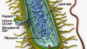 Öglena nedir özellikleri nelerdir?
