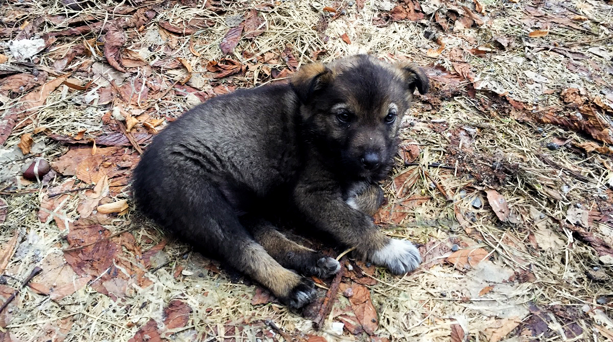 The Forgotten Dogs of Chernobyl | Australian Dog Lover