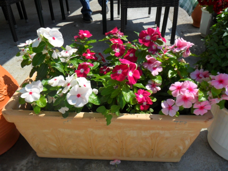 SREDI DOM: NAJLEPŠE CVEĆE ZA TERASU