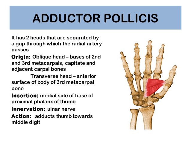 內收拇肌(Adductor pollicis muscle) | 職能治療陪你居家復健