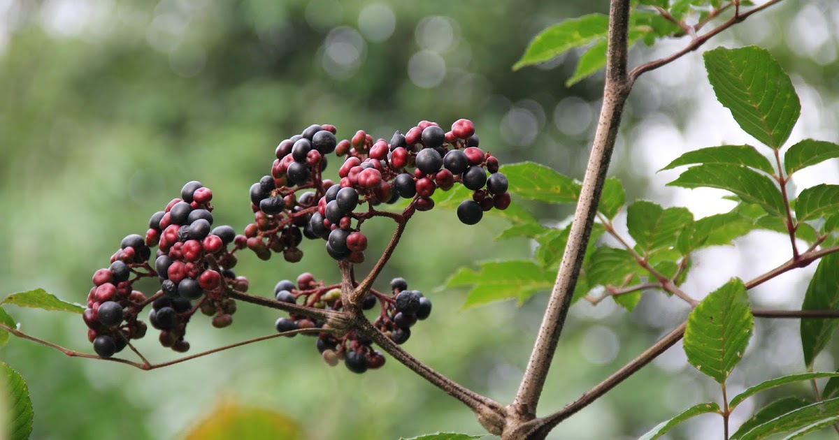 Singapore Plants Lover: Leea Rubra